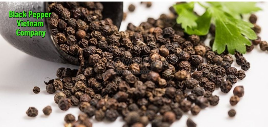 Global Black Pepper Market Outlook & Vietnam's Role - Black Pepper Vietnam